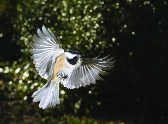 Types of Chickadees in North America - Grit